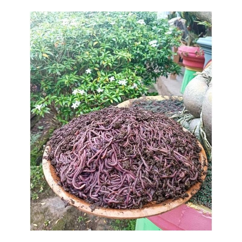 Jual Cacing Tanah Hidup Murni 100 Gr Pakan Ikan dan Bisa Menyuburkan ...