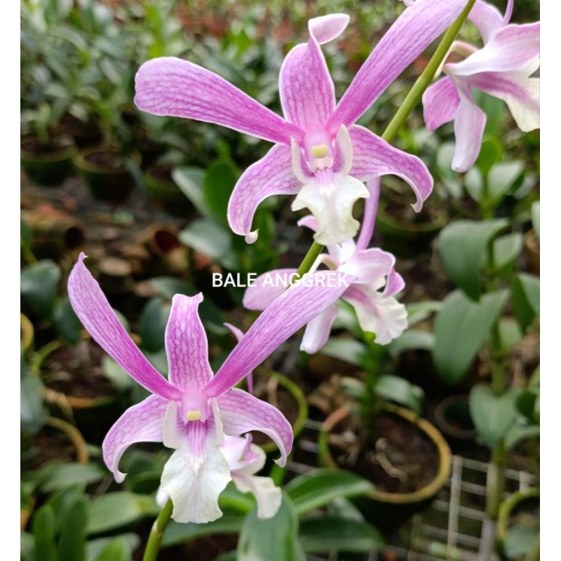 Jual Dendrobium Caesar Warawan x King Cobra | Shopee Indonesia