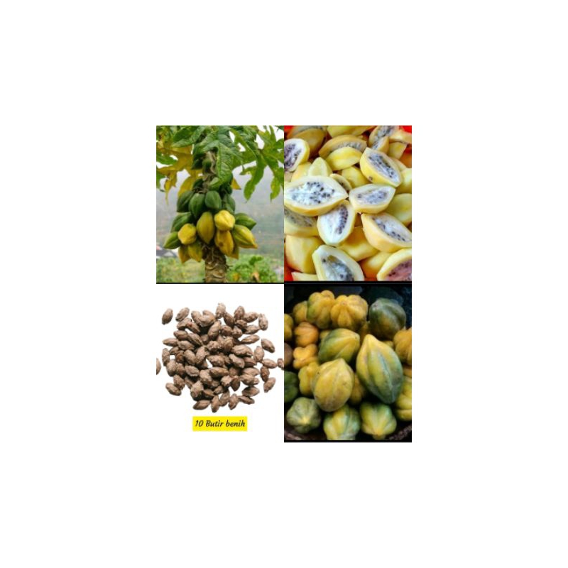 Jual BIJI BENIH BUAH CARICA / PEPAYA GUNUNG (ISI 10 BUTIR) | Shopee ...