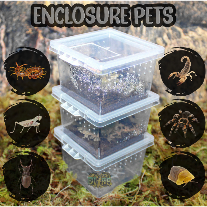 Jual Enclosure Tarantula kandang Kalajengking Box Isopod Enclosure Box ...