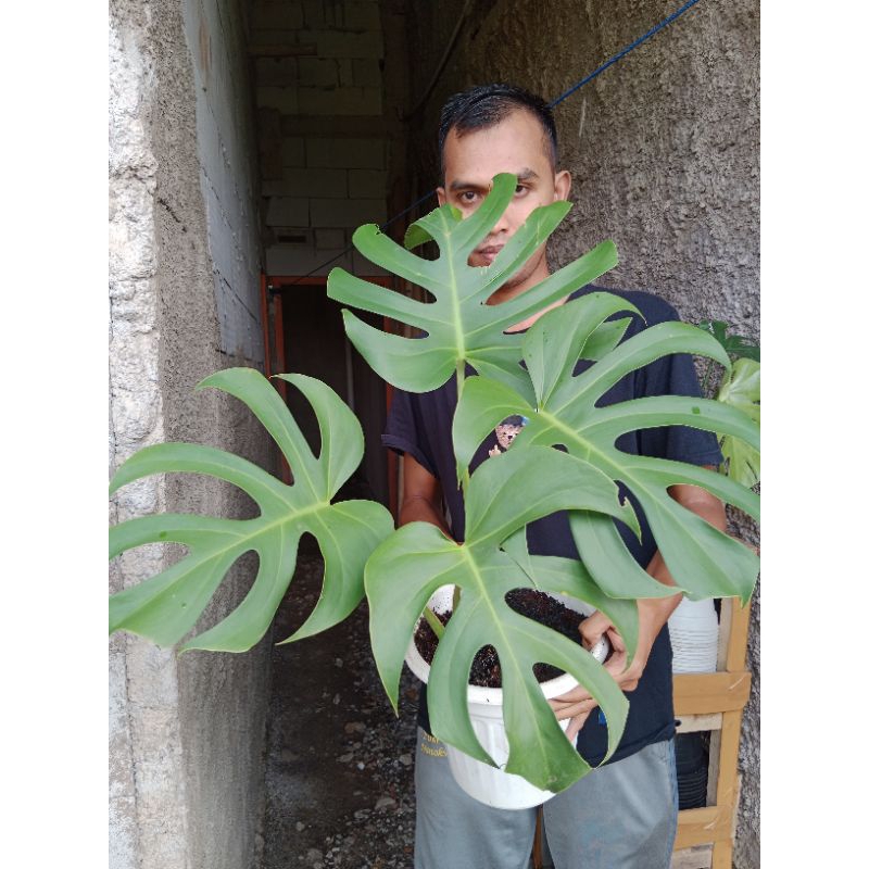 Jual Tanaman Hias Monstera Brazilian Form | Shopee Indonesia