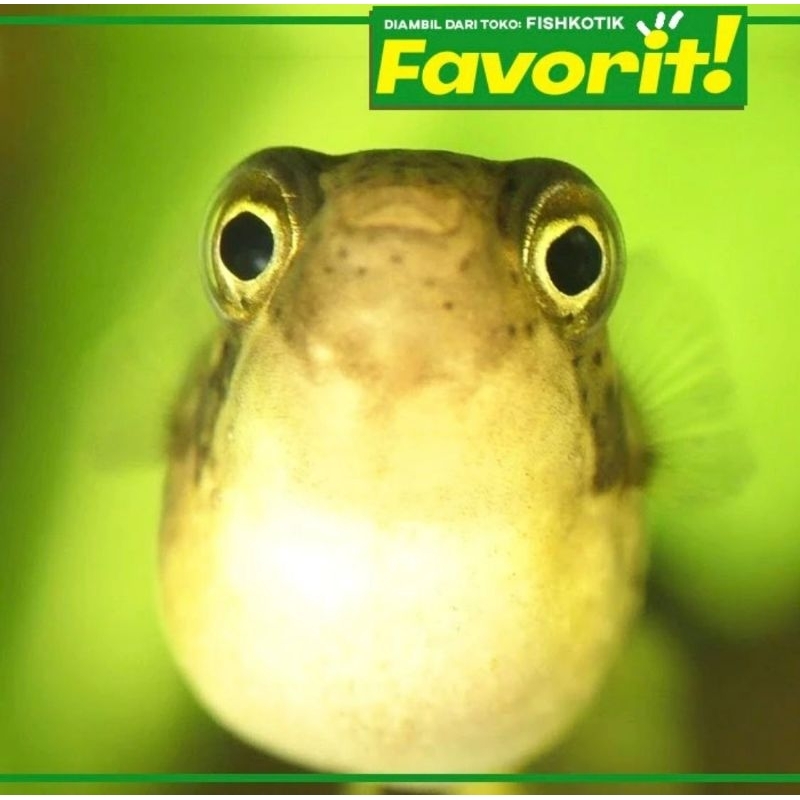 Jual Mini Puffer Fish Ikan Hias Aquascape Hiasan Aquarium Tanaman Air ...