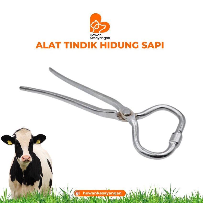Jual Tang Penjepit Hidung Sapi Alat Tindik Hidung Sapi Kerbau dll ...