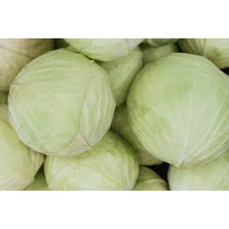 Jual kol/white cabbage/500gram | Shopee Indonesia