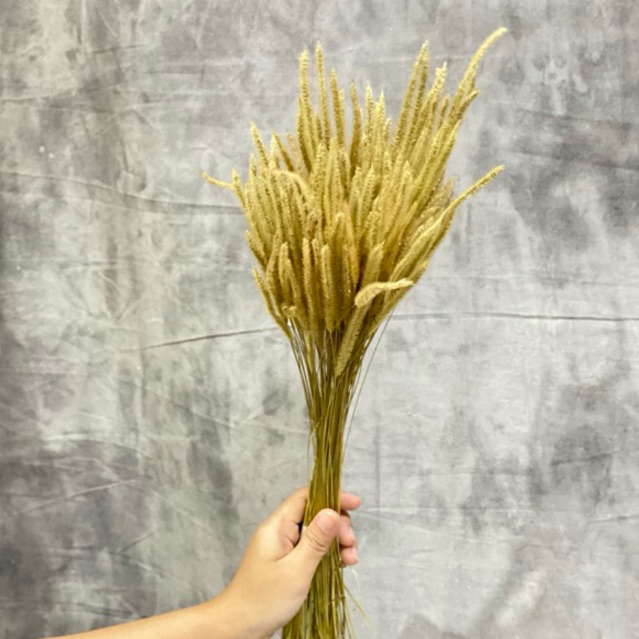 Jual Bunga kering sataria sataria dried flowers buket bunga 1 ikat (10 ...
