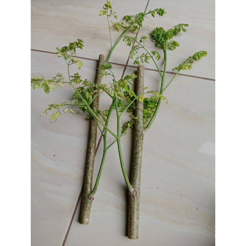 Jual Bibit stek batang kelor | Shopee Indonesia