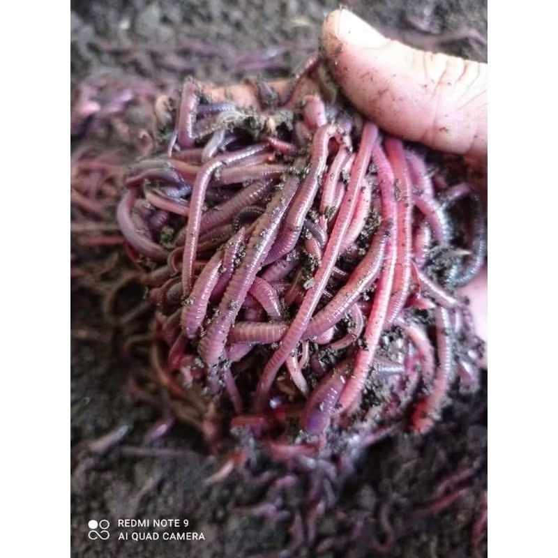 Jual Cacing Tanah 100gr Cocok Untuk Mancing dan Pakan | Shopee Indonesia