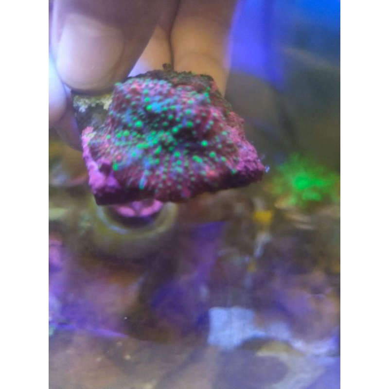 Jual Jamur Lava Jamur laut bubble Pink Merah Hijau Coral laut ...