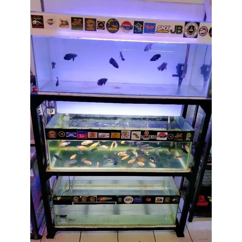 Jual Aquarium full set rak besi hollo | Shopee Indonesia