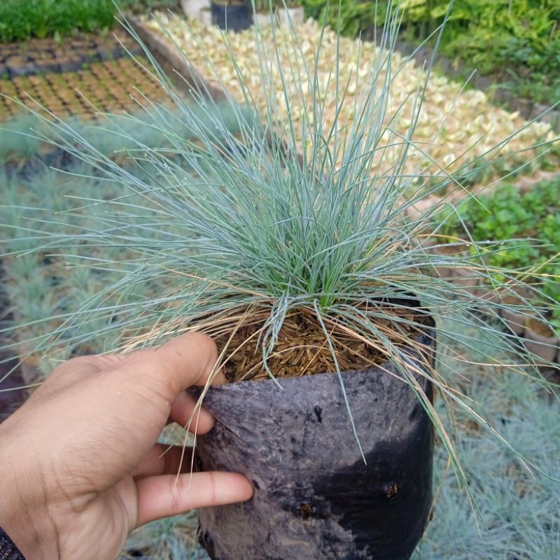 Jual rumput biru festuca glauca | Shopee Indonesia