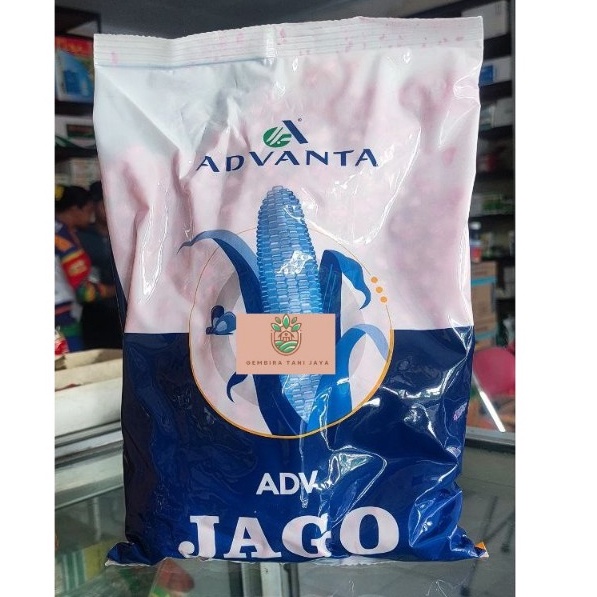 Jual KODE T37K Benih Jagung Hibrida ADVANTA JAGO kemasan 1kg | Shopee ...