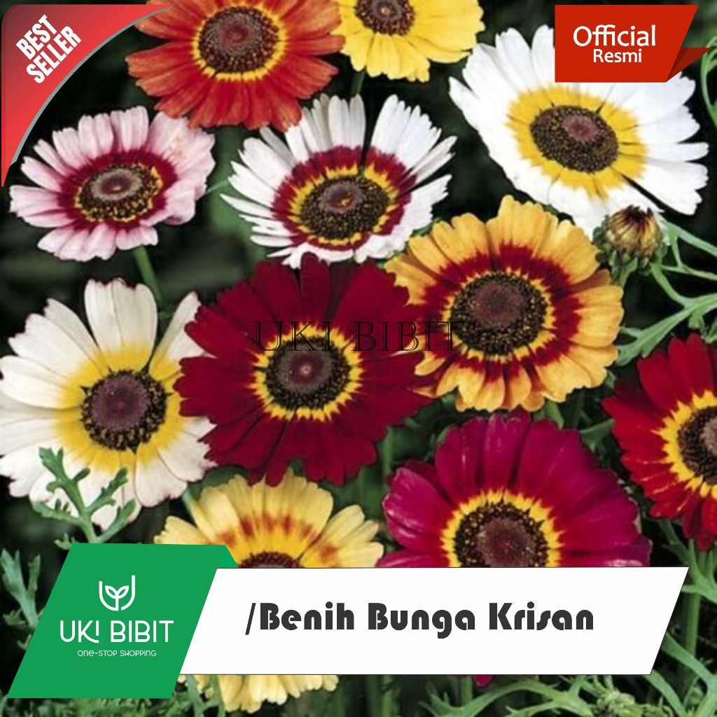 Jual ( 1 Butir ) Benih Biji Bunga Krisan / Bunga Seruni / Chrysanthemum Mix | Shopee Indonesia