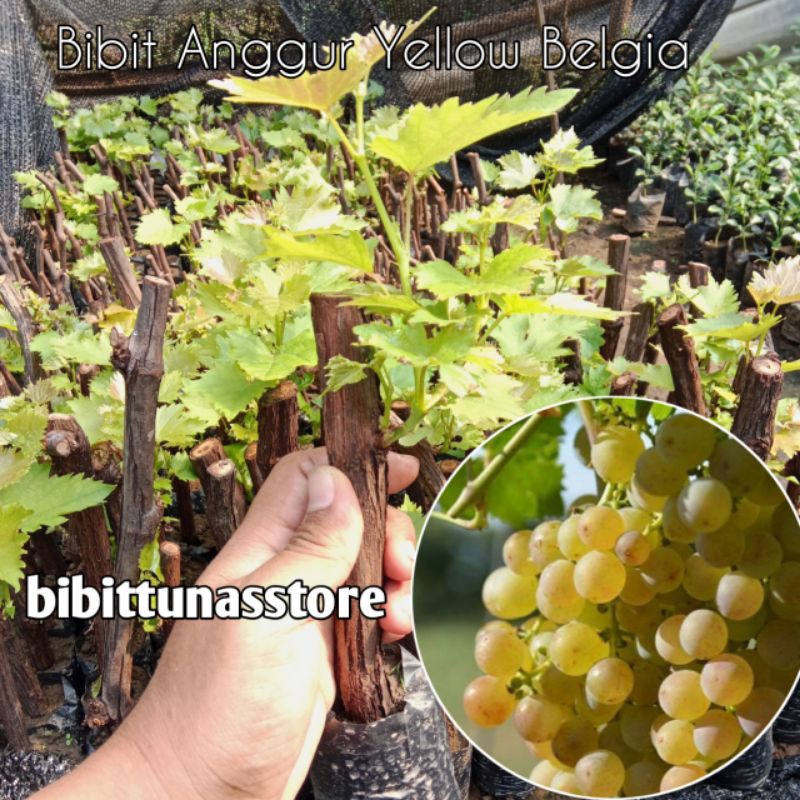 Jual Bibit Anggur Yellow Belgia Red Master dan Isabella Stek Batang ...