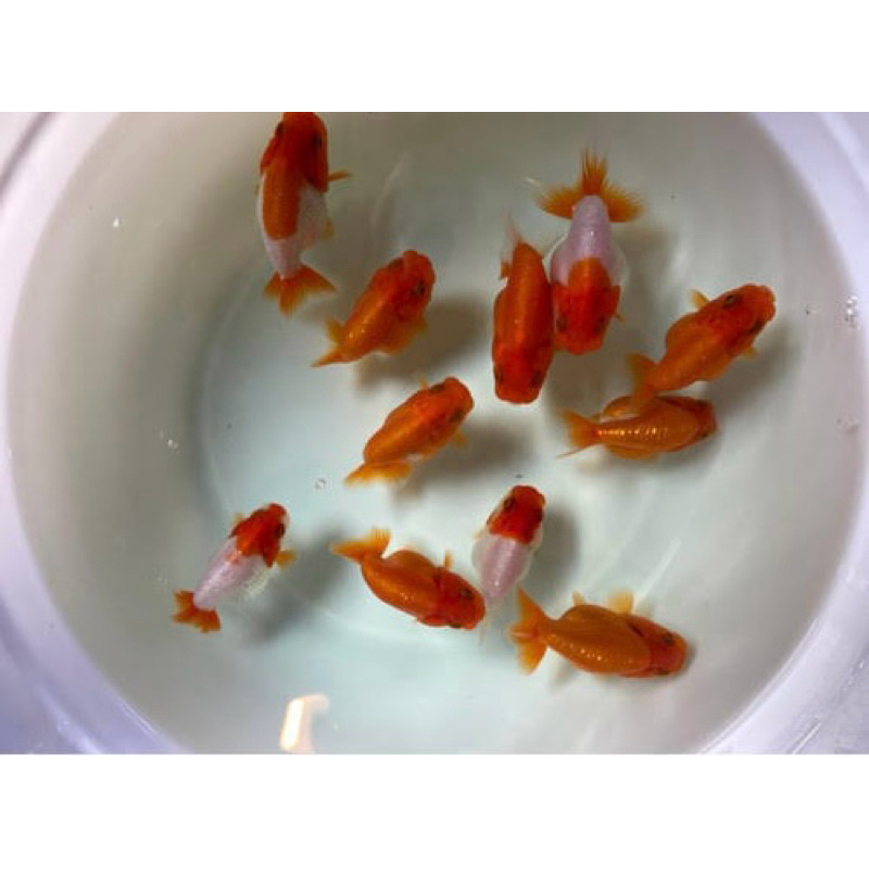 Jual PAKET 2 KOKI ORANDA RANCHU GRADE A | Shopee Indonesia