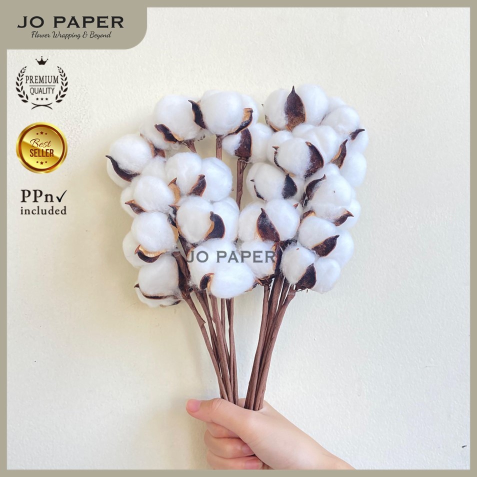 Jual [10 Tangkai] Bunga Kapas / Dried Cotton Flower / Diameter 4,5-6 Cm ...