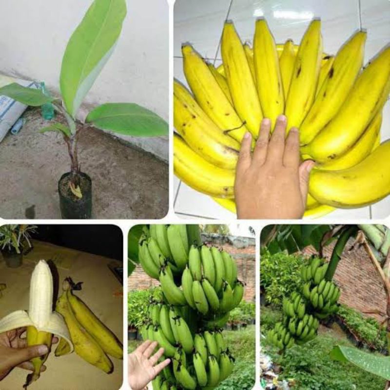 Jual Bibit Pisang Ambon Kuning Super Genjah Cepat Berbuah | Bisa ...