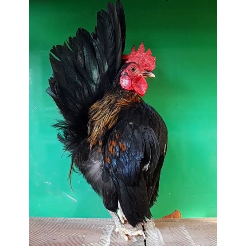 Jual ayam serama jantan | Shopee Indonesia