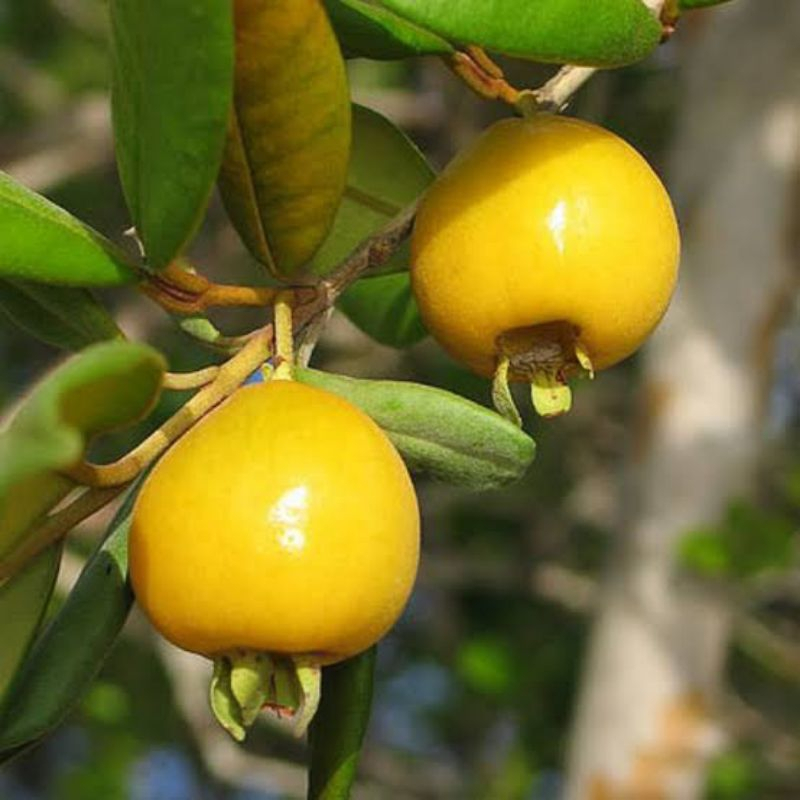 Jual Bibit Yellow Pitomba / Cherry Grumichama | Shopee Indonesia