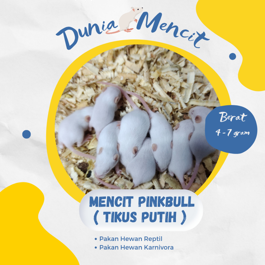 Jual Tikus putih/mencit putih pinkbull | Shopee Indonesia