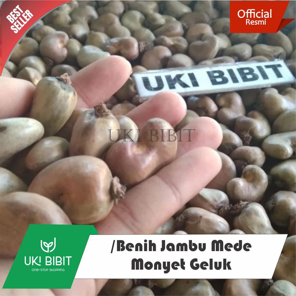 Jual ( 100 Gram ) Benih Biji Jambu Mede | Jambu Mete | Jambu Monyet ...