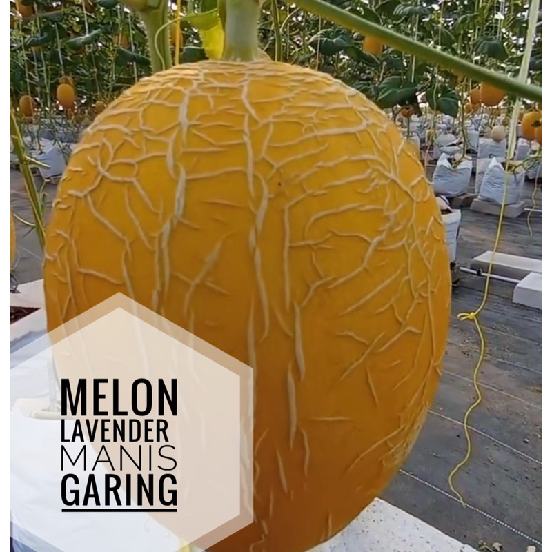 Jual BUAH MELON LAVENDER F1 / MELON HAMIGUA JEPANG MANIS CRUNCHY ...