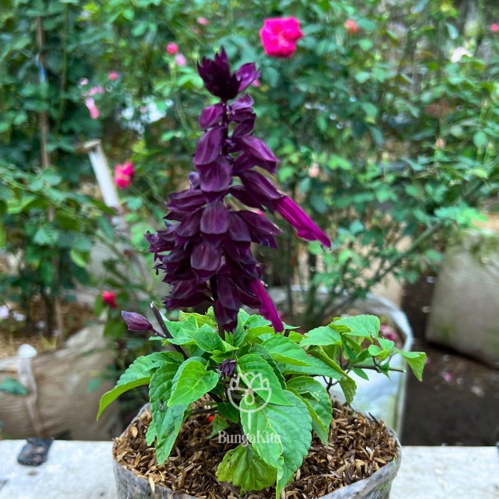 Jual Tanaman Hias Bunga SALVIA SPLENDENS Warna Ungu | Shopee Indonesia