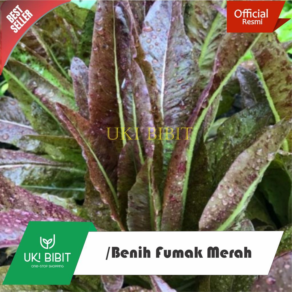 Jual ( 150 Butir ) Benih Biji Fumak Merah | Amaranthus Tricolor ...