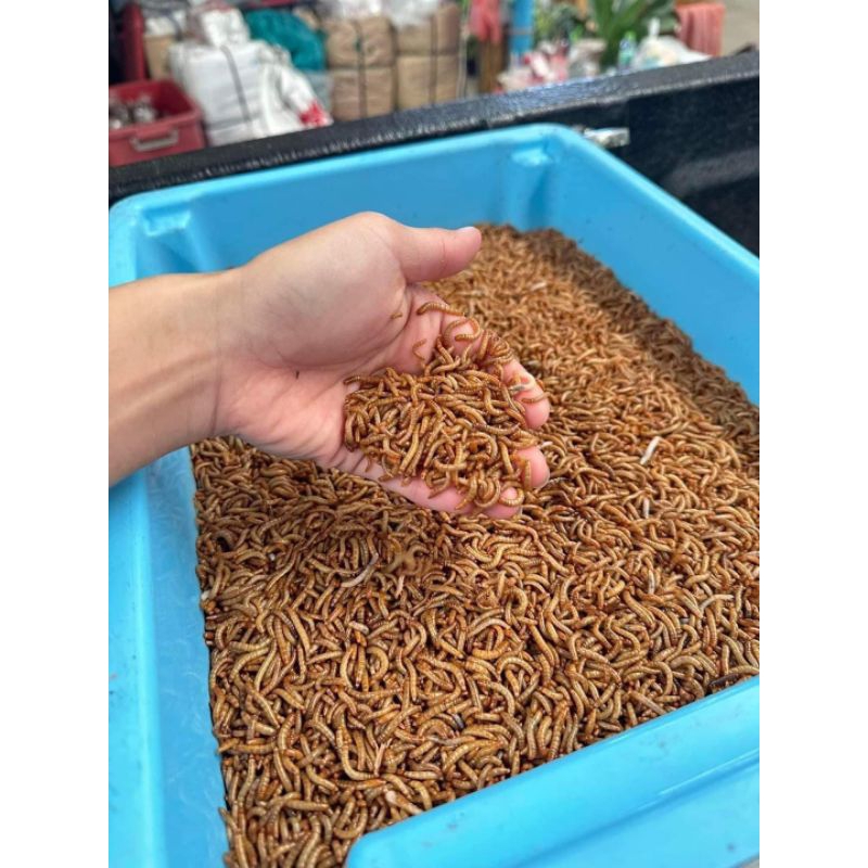 Jual ulat hongkong 500 gram pakan burung/ premium bergaransi | Shopee ...