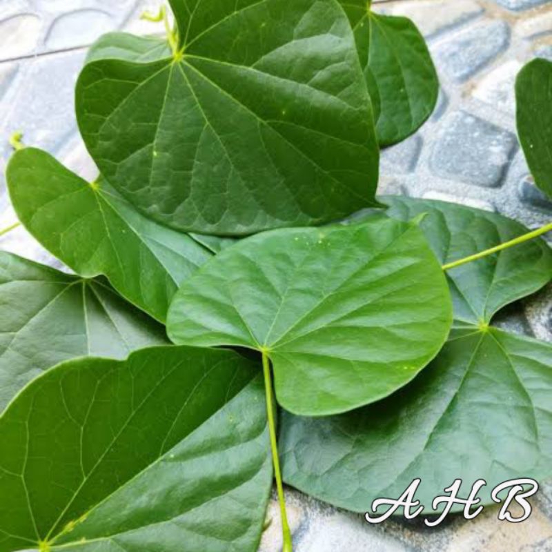 Jual Daun Brotowali Patrawali Segar Isi 15 Lembar | Shopee Indonesia