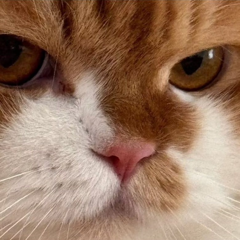 Jual REQUEST ORDER FROM BUNNYT | Shopee Indonesia