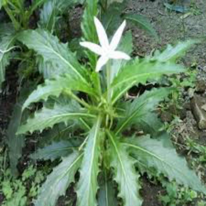Jual daun kitolod+bunga segar obat herbal 7 manfaat 250 | Shopee Indonesia