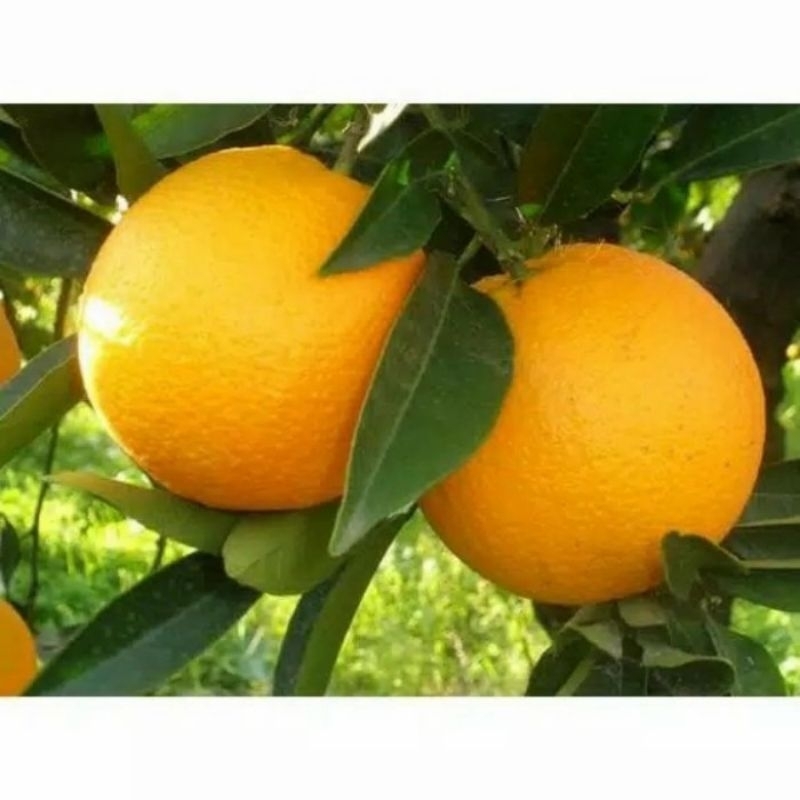 Jual tanaman jeruk NaVel berbuah indukan 8 10kg | Shopee Indonesia