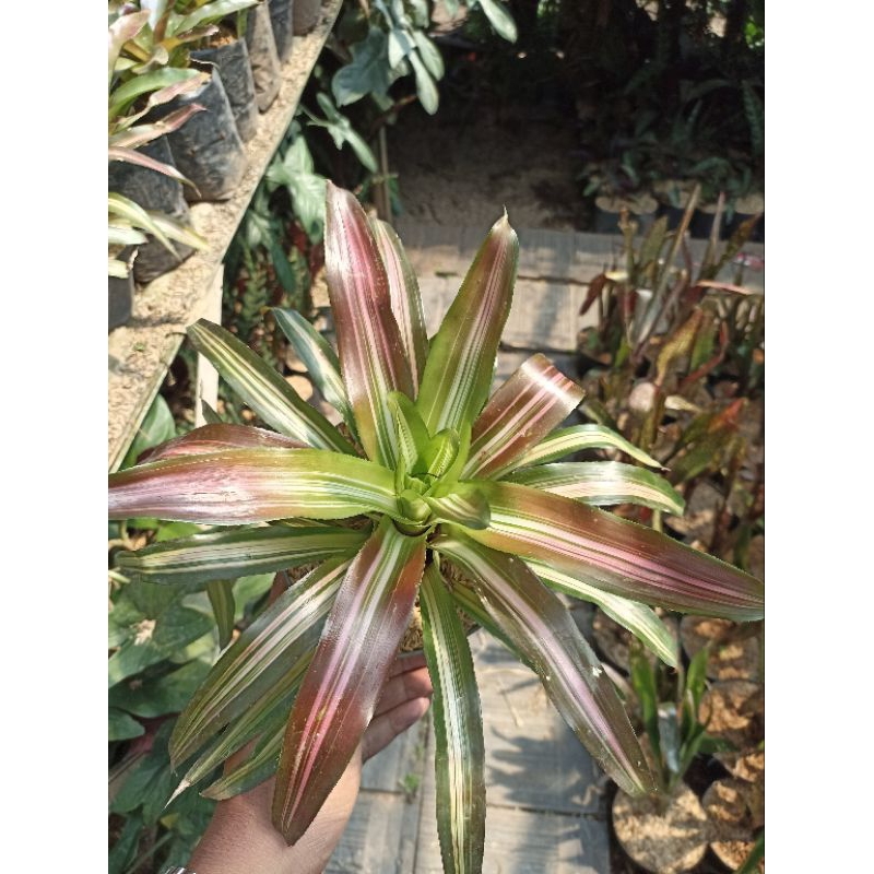 Jual Bromelia Tricollor / rimbun Besar | Shopee Indonesia
