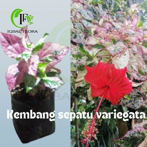 Jual Tanaman Hias kembang sepatu variegata kembang merah | Shopee Indonesia