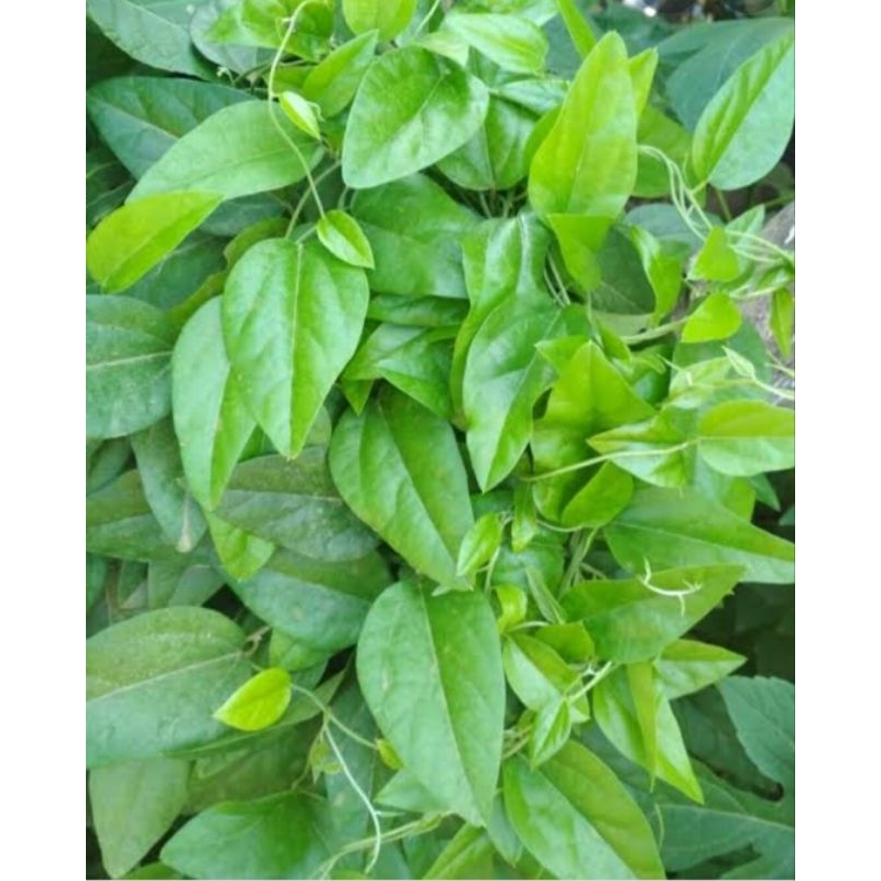 Jual daun Cincau hijau Rambat | Cincau Herbal | Cincau untuk obat asam ...