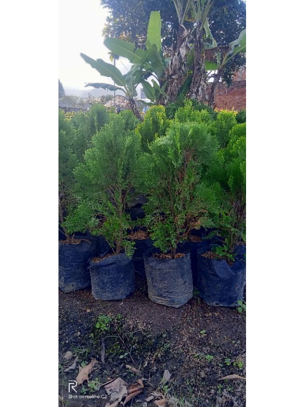 Jual bibit tanaman cemara hias kipas batang besar | Shopee Indonesia