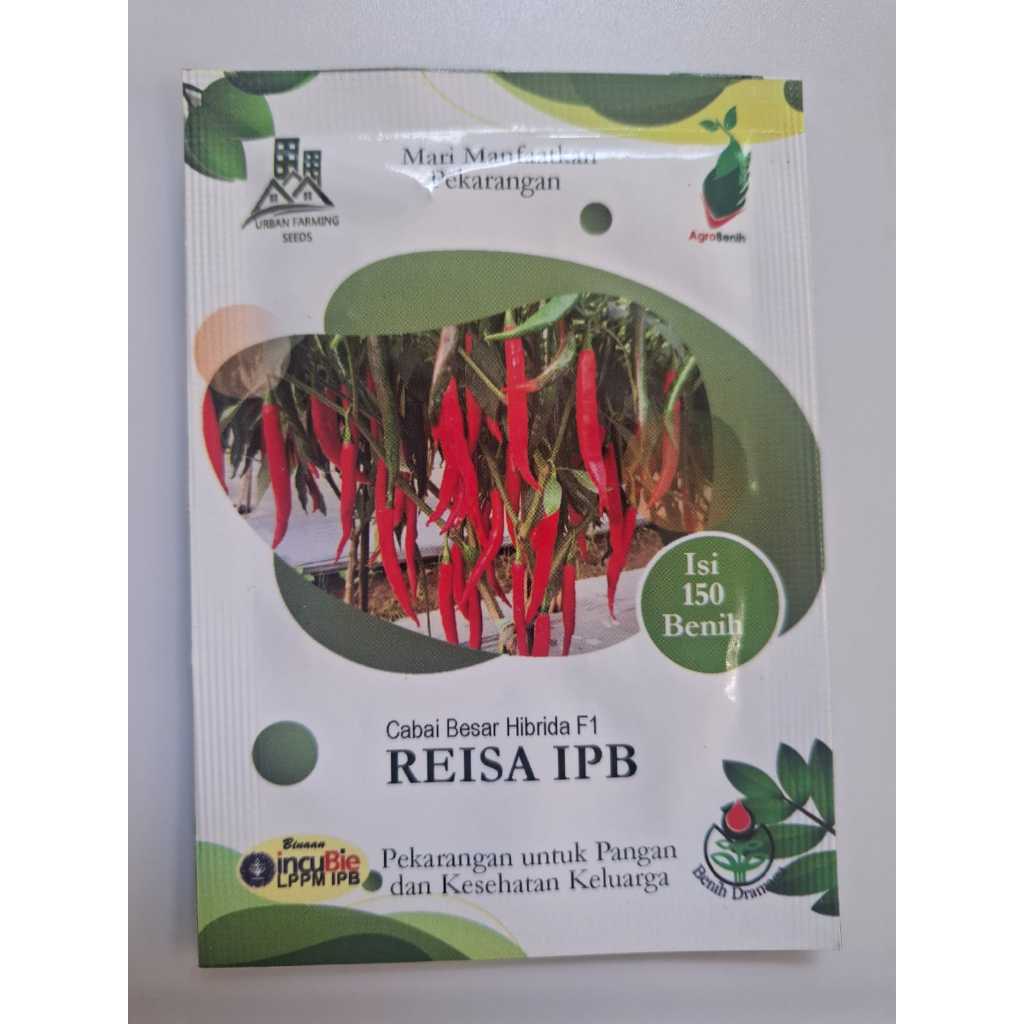 Jual 150 Butir Benih Cabe Besar Reisa IPB Exp 2025 | Shopee Indonesia