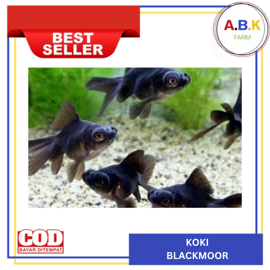 Jual IKAN HIAS KOKI BLACK MOOR IKAN HIAS AQUARIUM | Shopee Indonesia