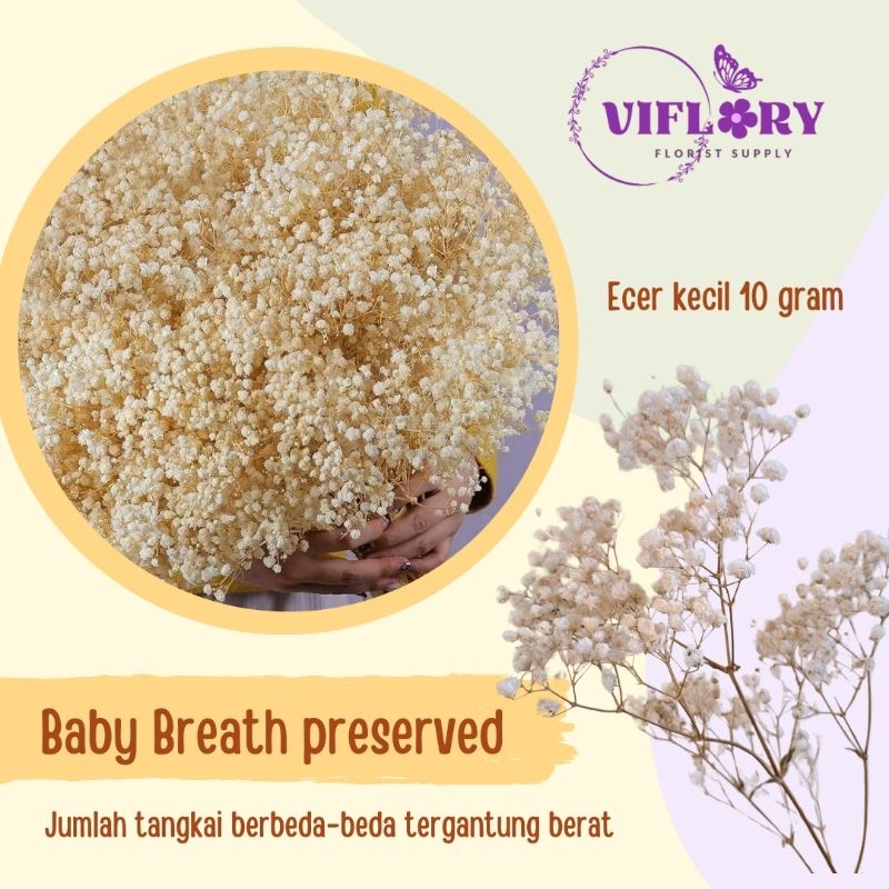 Jual (10 gram) baby breath preserved / baby breath asli | Shopee Indonesia