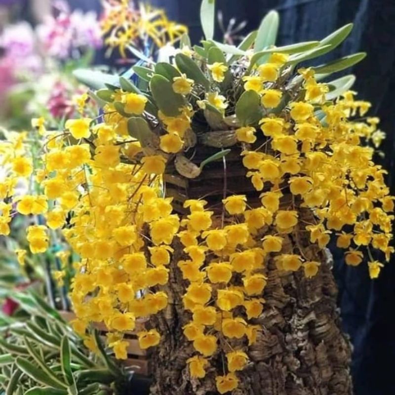 Jual dendrobium angregatum/bunga/Orchid/tanaman/garden | Shopee Indonesia