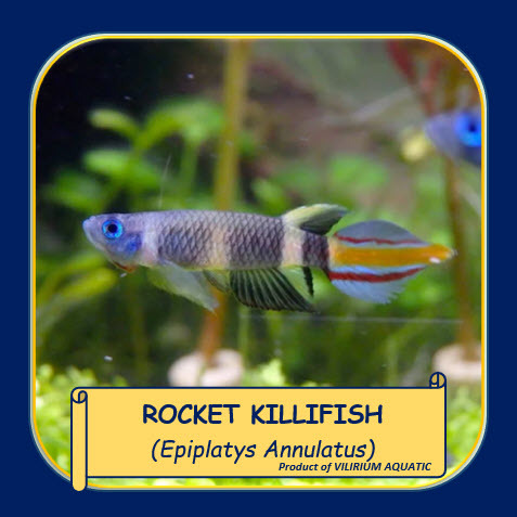 Jual IKAN HIAS AIR TAWAR - ROCKET KILLIFISH / CLOWN KILLIFISH / BANDED ...