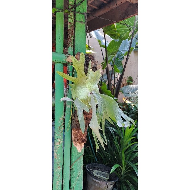 Jual Simbar menjangan/ kadaka tanduk rusa / platycerium willinckii ...