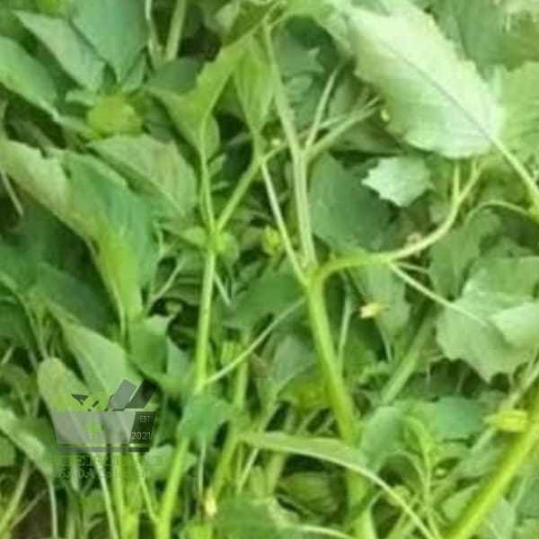 Jual Jual Daun Ciplukan Atau Cecenet Segar 1 kg | Shopee Indonesia