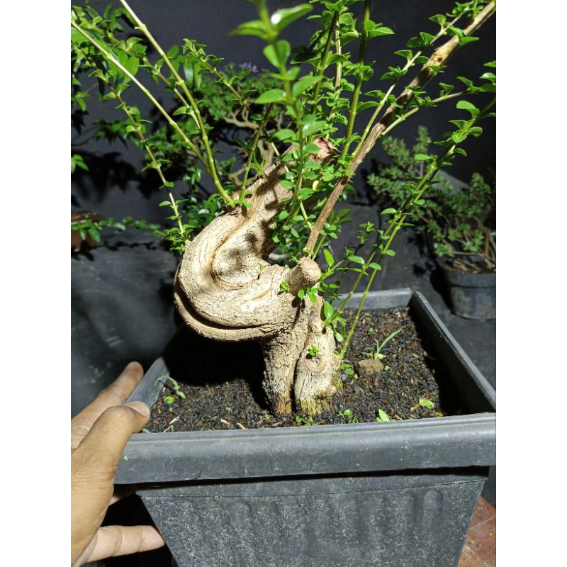 Jual bonsai sancang meliuk | Shopee Indonesia Jual bonsai sancang meliuk | Shopee Indonesia