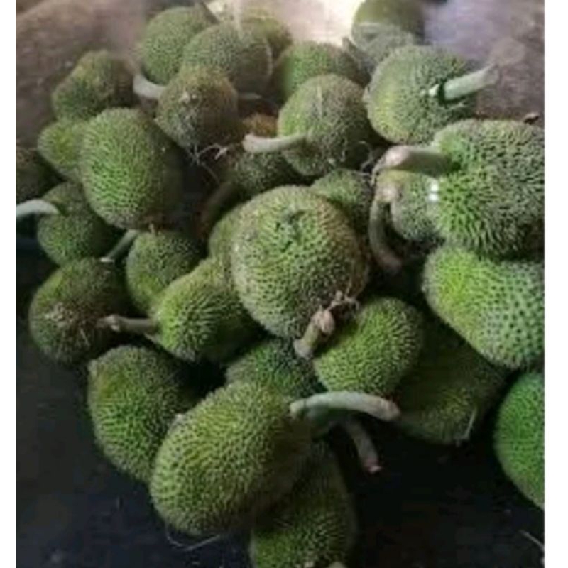 Jual sayuran kluwih/kluweh 2 biji/2 buah segar | Shopee Indonesia