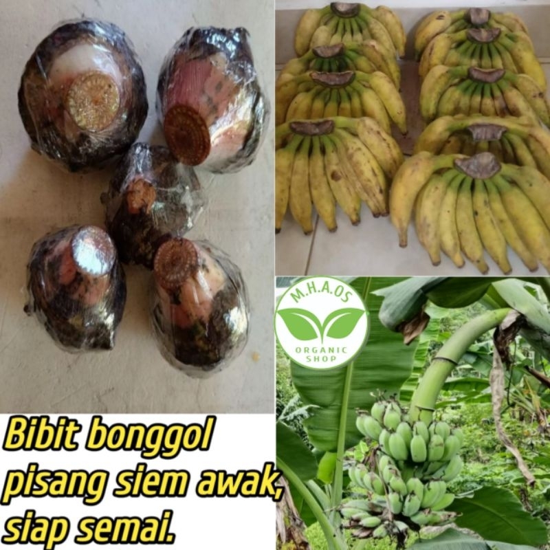 Jual Bibit bonggol pisang awak/bandung,siap semai/siap tanam. | Shopee ...