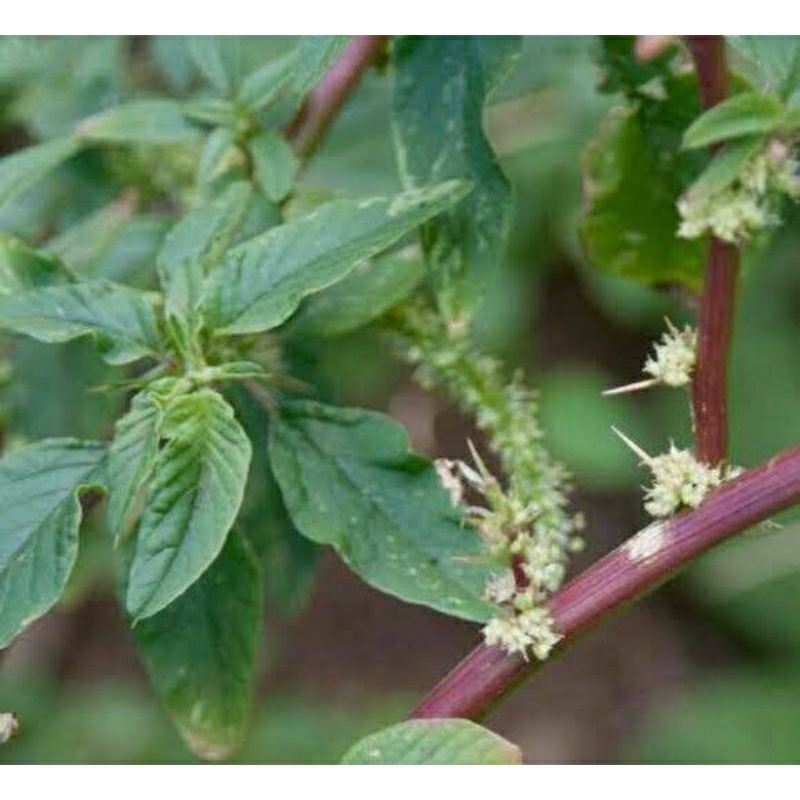 Jual 1 Kg Daun bayam duri dan akarnya / bayam kerui/senggang cucuk ...