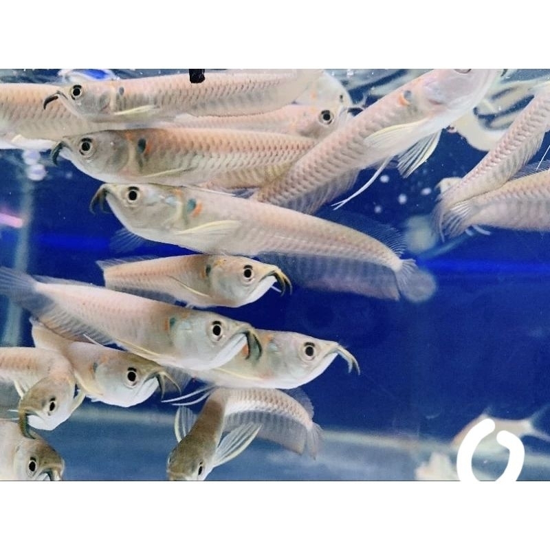 Jual ARWANA SILVER ( KHUSUS INSTAN ) | Shopee Indonesia