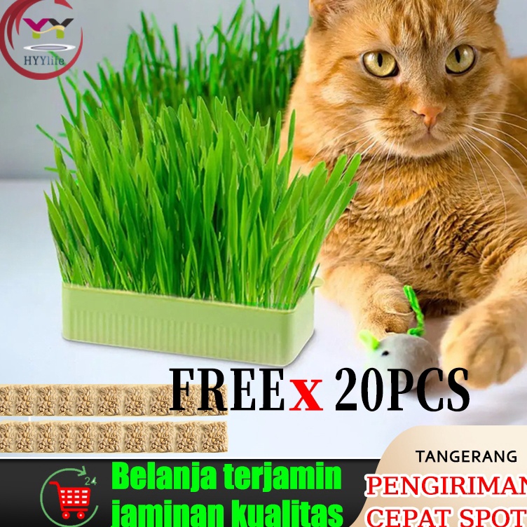 Jual KODE I96B Plant Box Untuk Kucing Snack Tanah Liat Untuk Tanaman ...