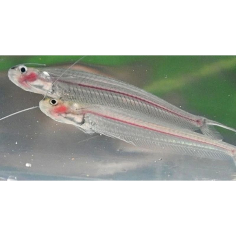 Jual Ikan Phantom Glass Catfish / Ikan Glass Catfish Transparan ...